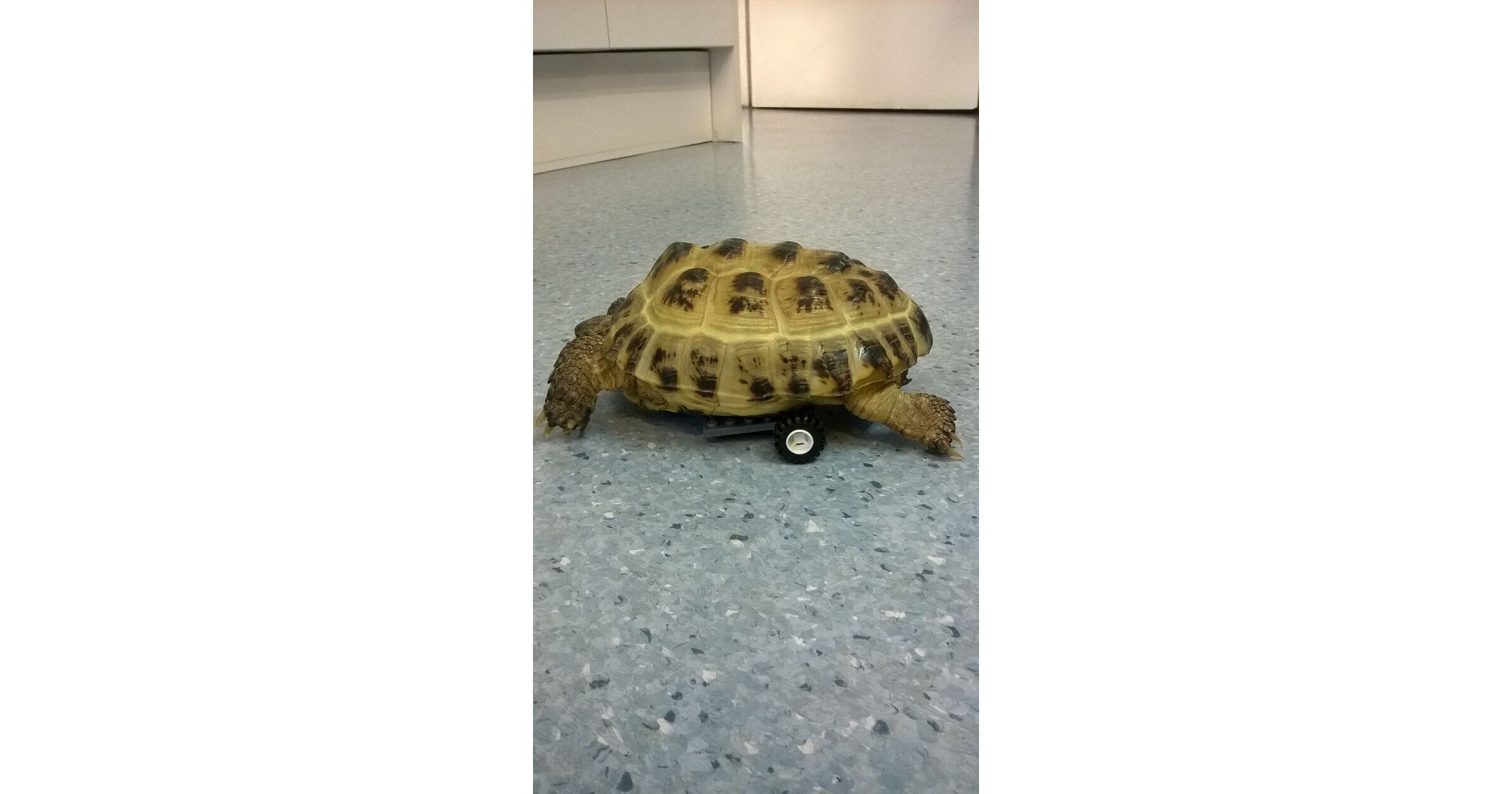Meet the tortoise on wheels